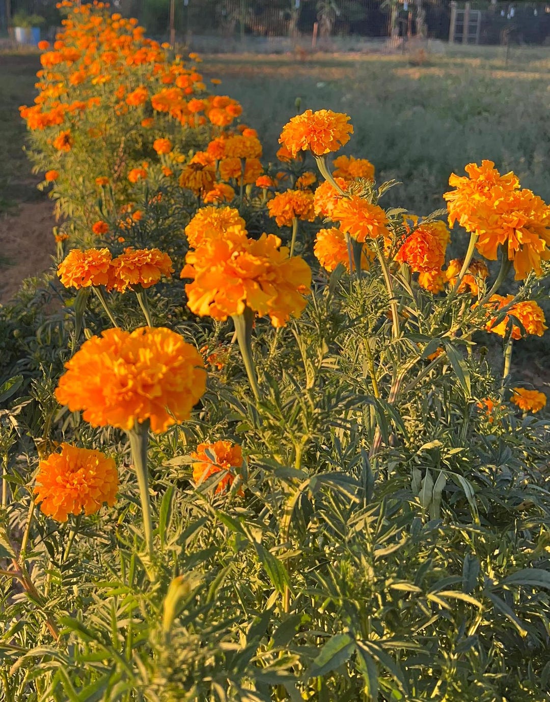 African Marigold Seeds - Etsy