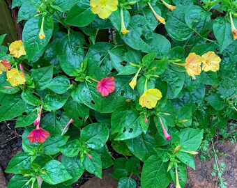 25 Four O'clock 'salmon Sunset' Mirabilis Jalapa - Etsy