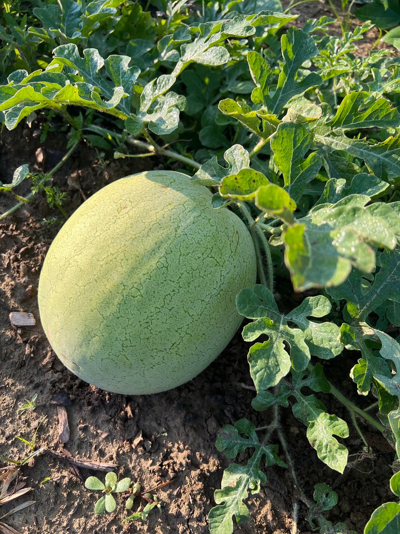 Rare Yellow-meat Watermelon SEEDS With Light Gray-green Skin. - Etsy