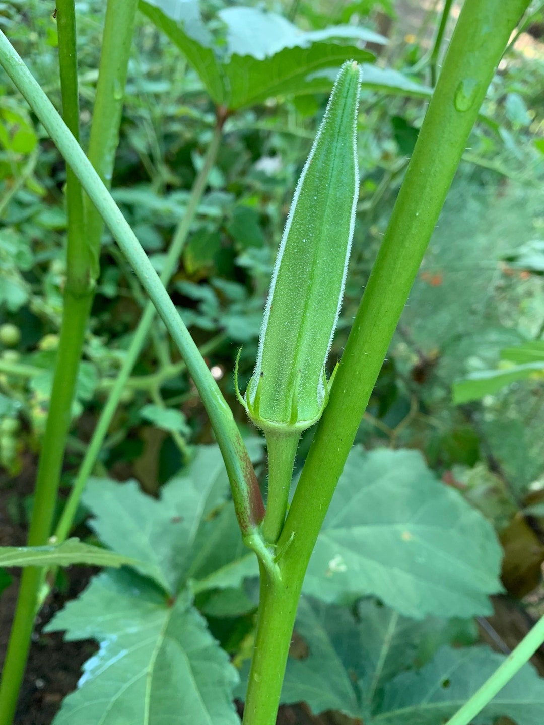 SALE! Red Wonder Okra SEEDS - Etsy