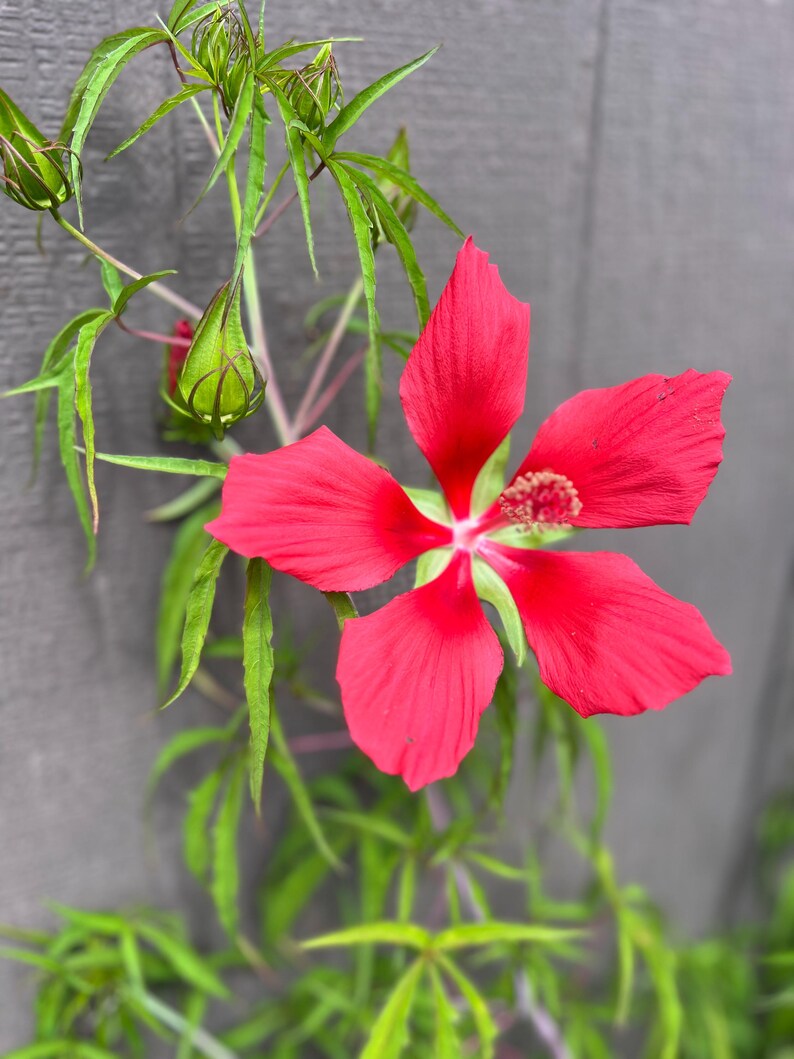 Swamp Hibiscus SEEDS - Native Southern Plant - Etsy