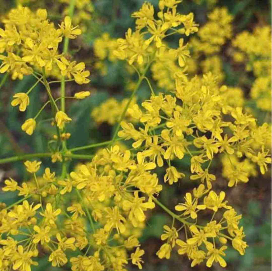 Woad Dye Seeds - Etsy UK