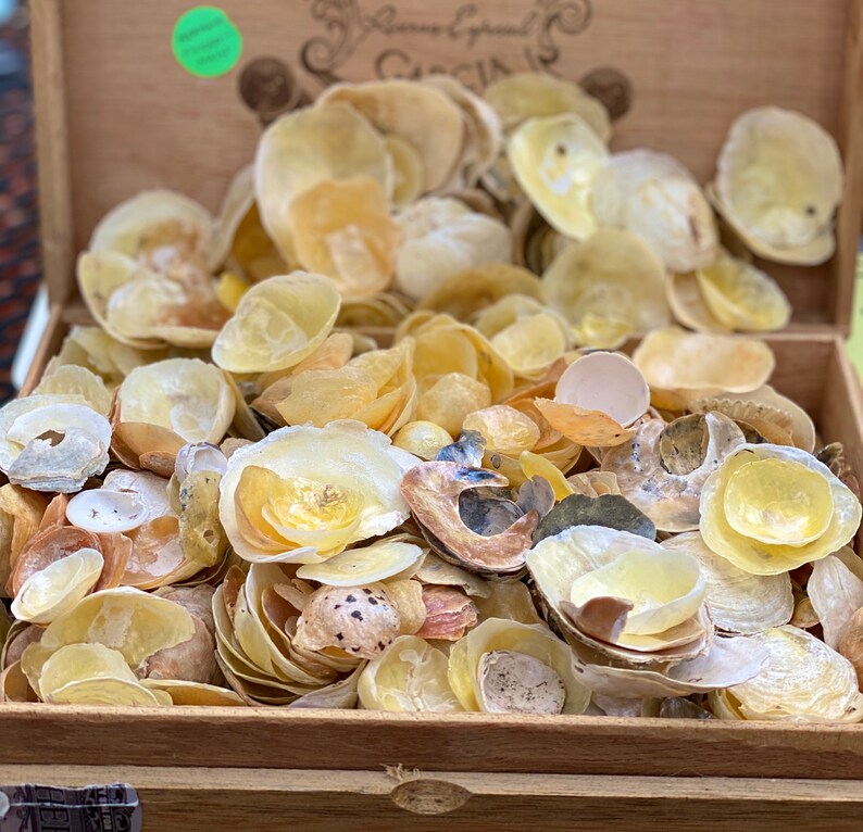 Jingle Shells/mermaids Toenails on Driftwood - Etsy Denmark