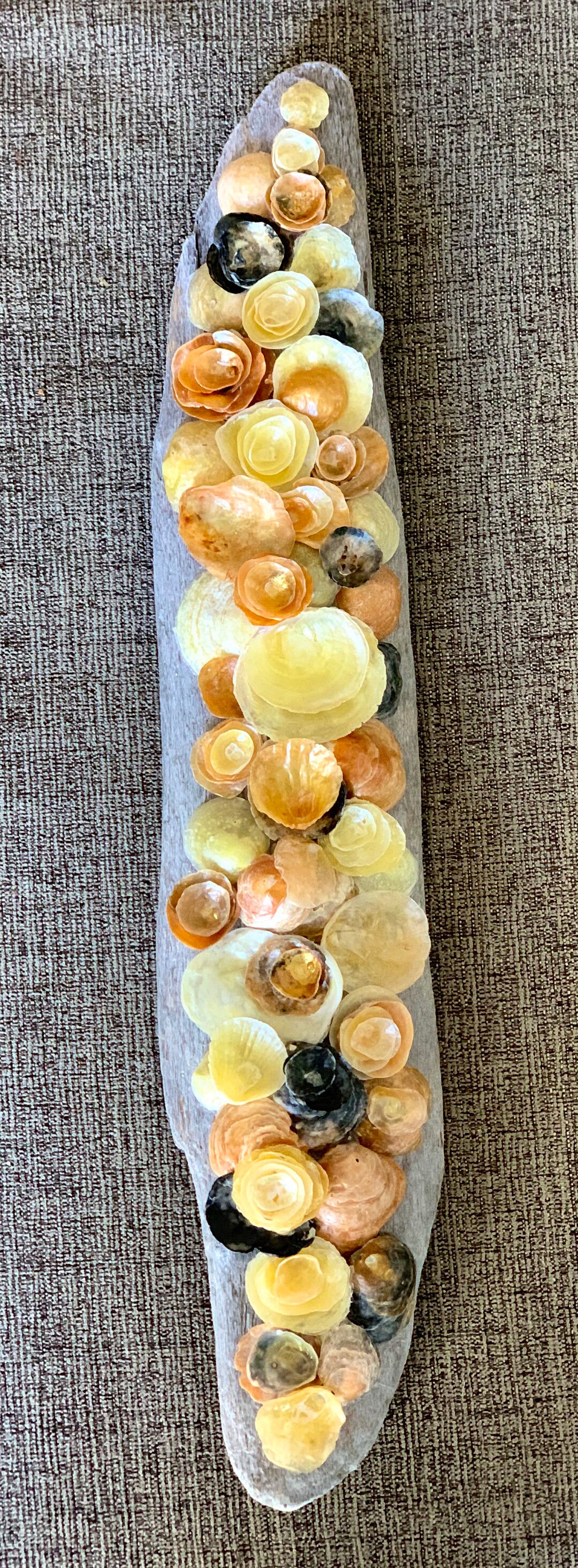 Jingle Shells/mermaids Toenails on Driftwood - Etsy Denmark