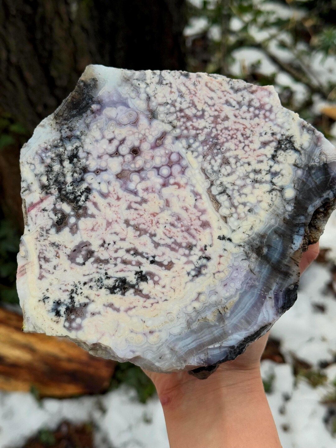 Orbicular Luna Agate - Mexico - 5LB Faced Rough - Etsy