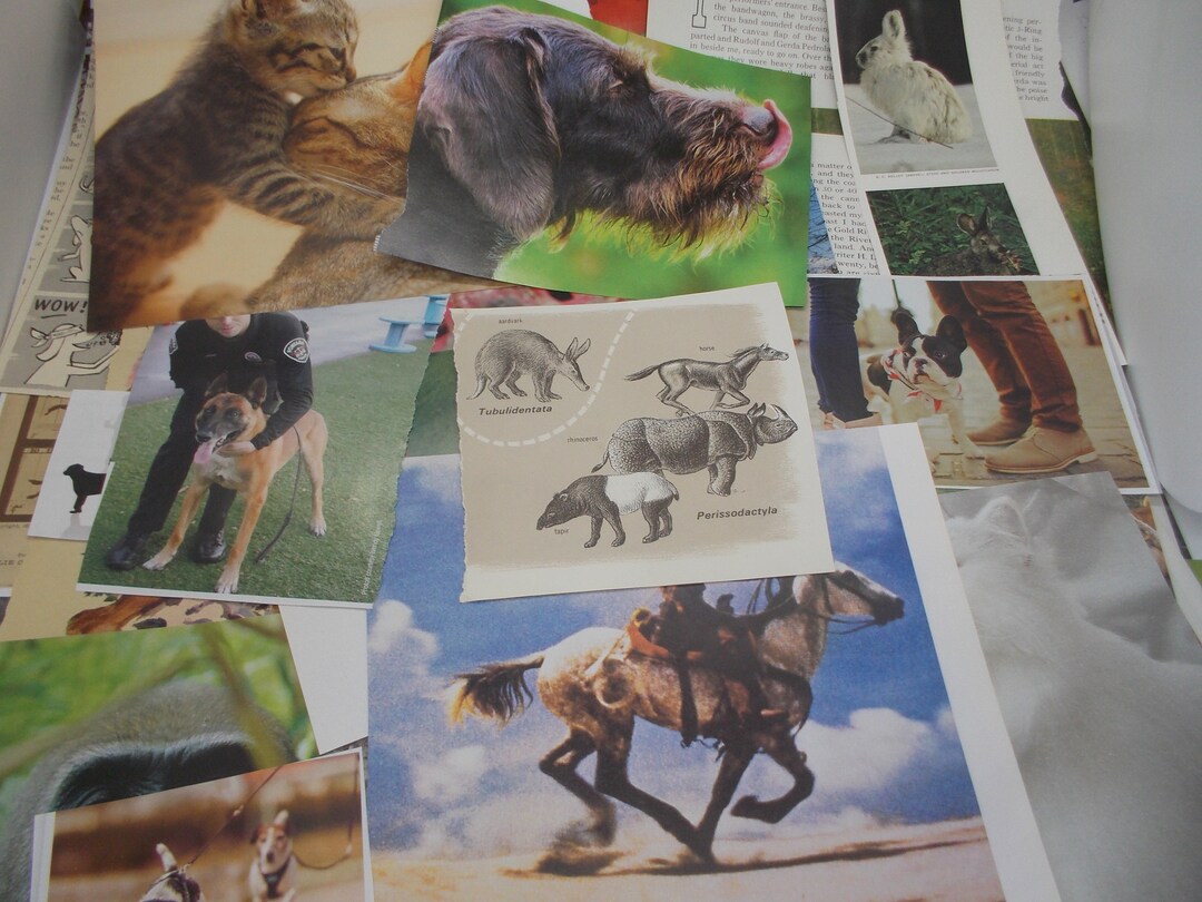 100 Images of Animals for Collage, Junk Journals, Paper Crafting, Book ...