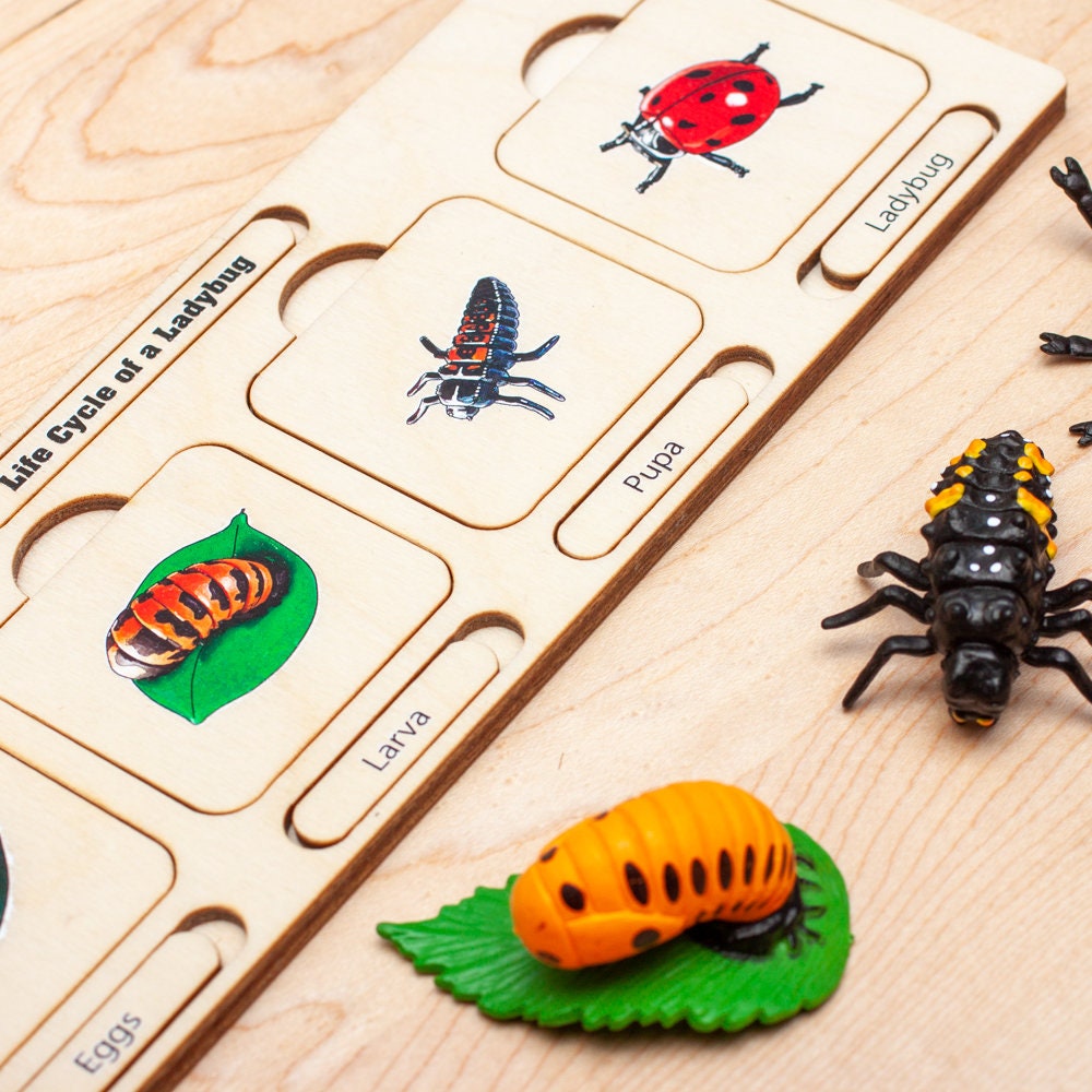 Wooden Life Cycle of a Ladybug Life Cycle Set: Ladybug Montessori Life ...