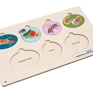 Types of Animal Respiratory and Excretory Organs Puzzle | Animal Organs ...