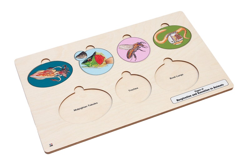 Types of Animal Respiratory and Excretory Organs Puzzle | Animal Organs ...