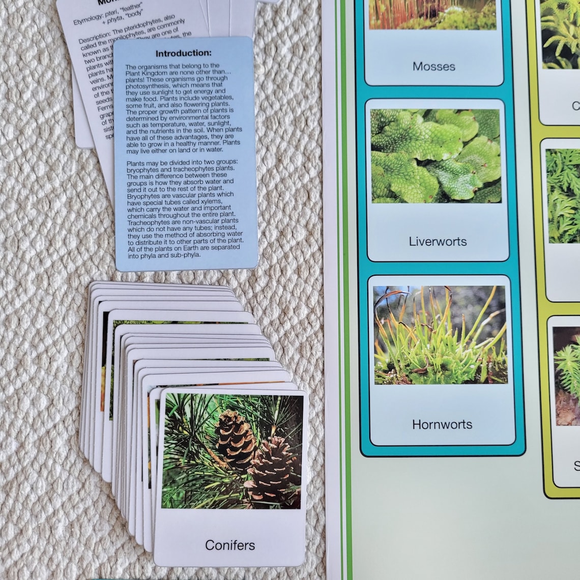 Plant Kingdom Chart Complete Set | Montessori Kingdoms | Kingdom Chart ...