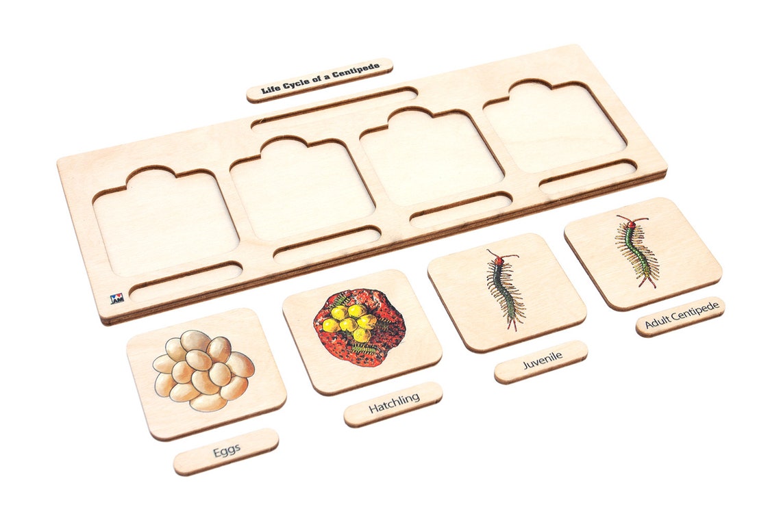 Wooden Life Cycle Set: Centipede | Montessori Puzzles | Montessori Life ...