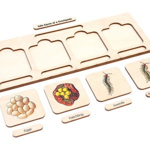 Wooden Life Cycle Set: Centipede | Montessori Puzzles | Montessori Life ...