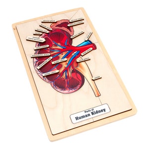 Parts of a Human Kidney Puzzle | Montessori Materials | Montessori ...