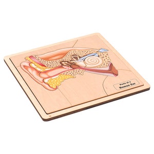 Montessori Parts of a Human Ear Puzzle - Montessori Science Materials ...