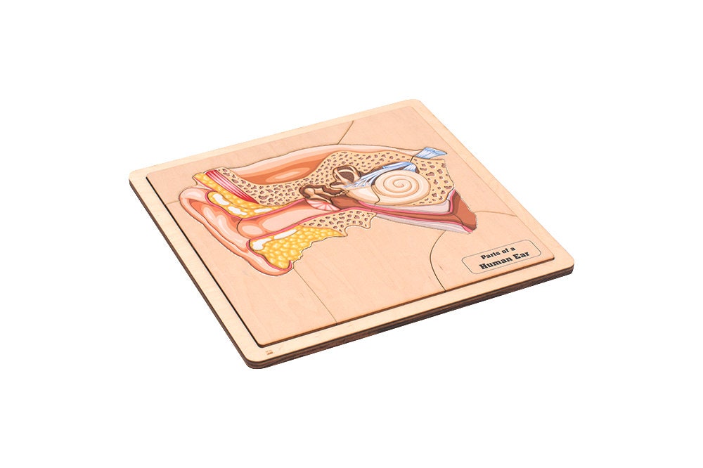 Montessori Parts of a Human Ear Puzzle Montessori Science Materials ...