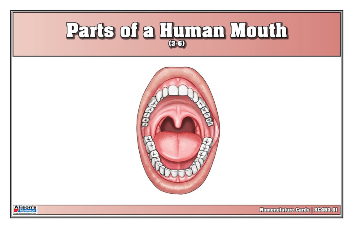 Parts of a Human Mouth Puzzle With Nomenclature Cards (3-6) (printed ...