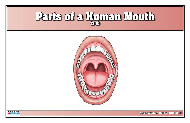 Parts of a Human Mouth Puzzle With Nomenclature Cards (3-6) (printed ...