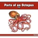 Parts of a Octopus Puzzle With Nomenclature Cards (3-6) (printed ...