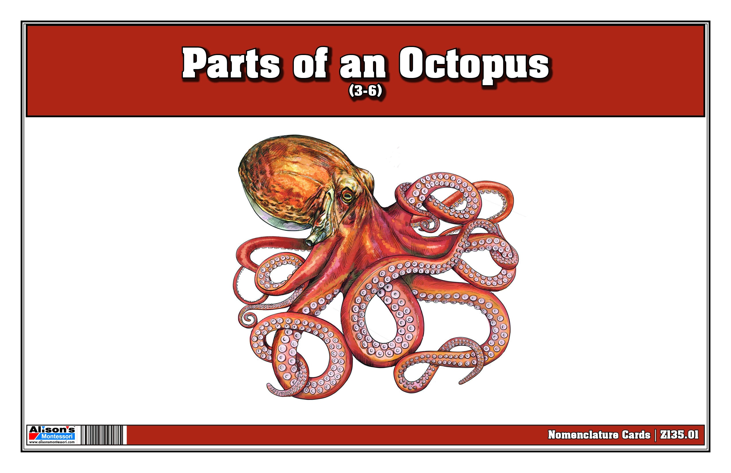 Parts of a Octopus Puzzle With Nomenclature Cards 3-6 printed ...