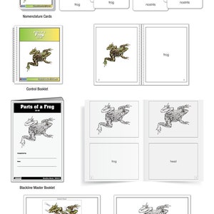 Parts of a Frog Puzzle With Nomenclature Cards (3-6) | Montessori ...