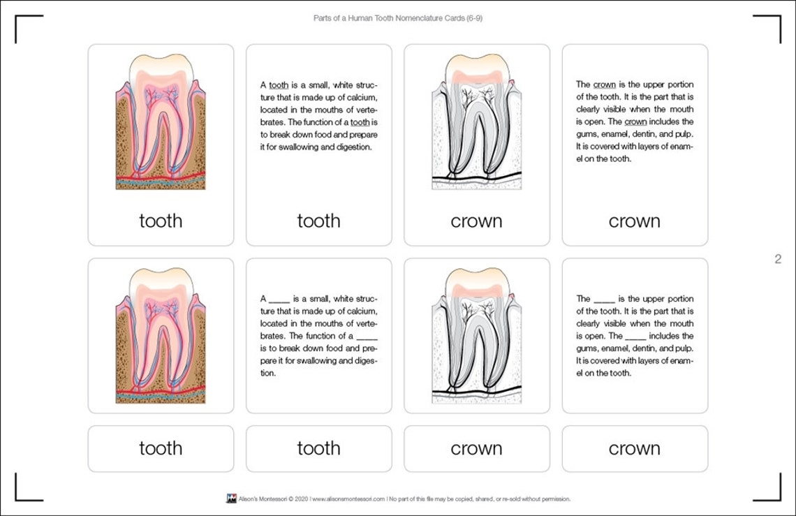 Parts of a Human Tooth Puzzle With Nomenclature Cards 6-9 Montessori ...