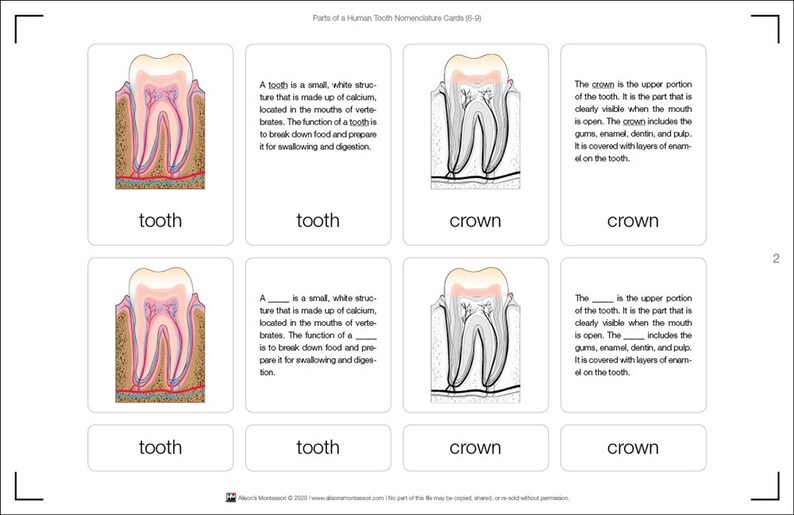 Parts of a Human Tooth Puzzle With Nomenclature Cards 6-9 - Etsy