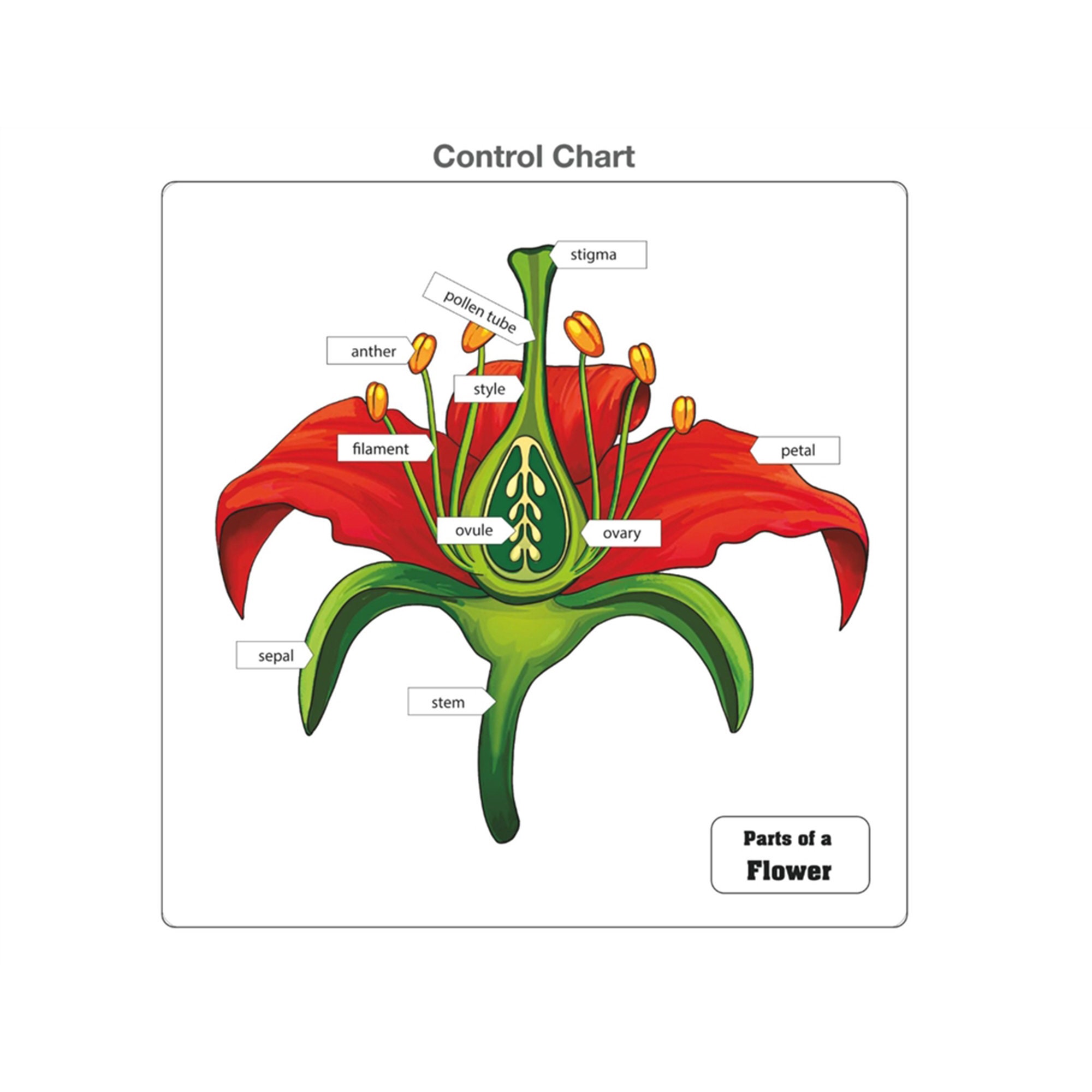 Parts of a Flower Puzzle Montessori Wooden Puzzles Montessori Botany ...