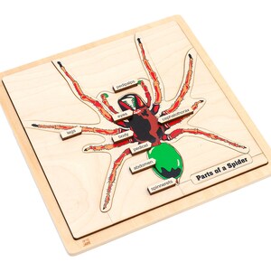 Parts of a Spider Puzzle With Nomenclature Cards (6-9) (printed ...