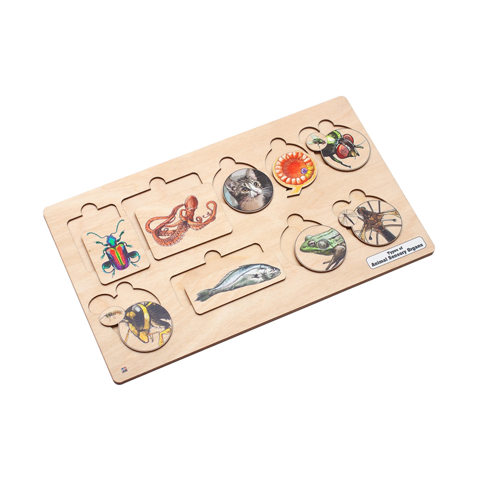 Types of Animal Sensory Organs Puzzle Montessori Zoology Curriculum ...