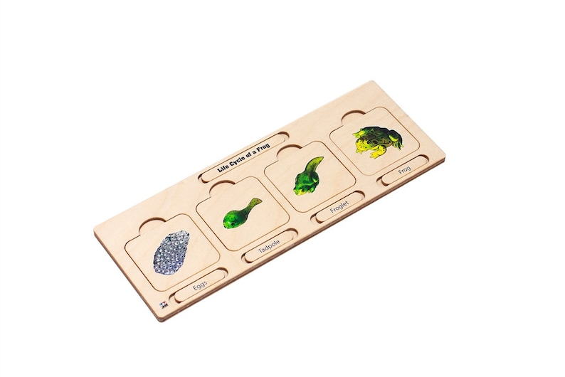 Wooden Life Cycle of a Frog Puzzle Montessori Zoology Montessori ...