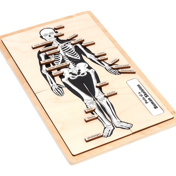 Human Body Puzzle - Etsy