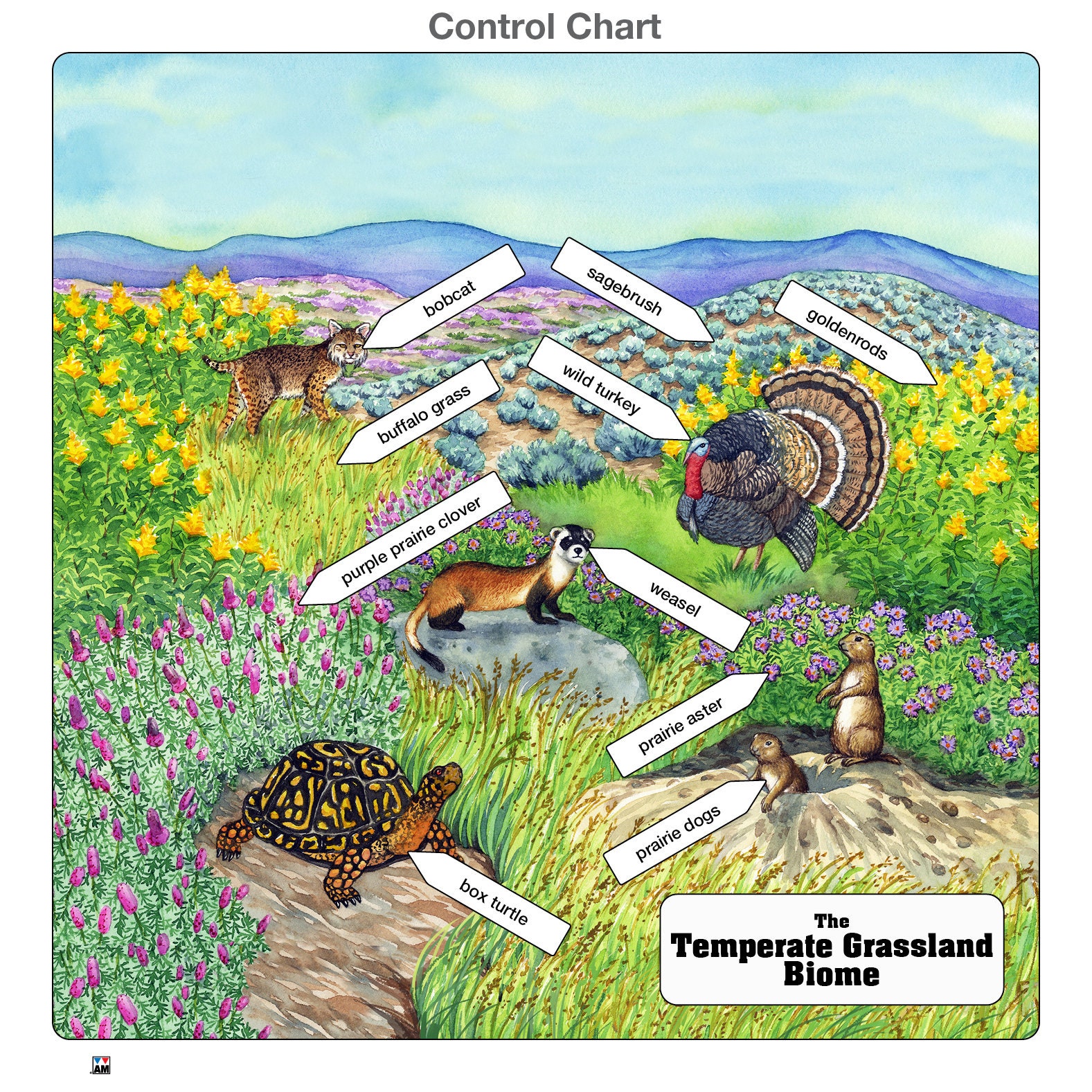 Temperate Grassland Biome Puzzle | Animal Habitat | Grassland Biome ...