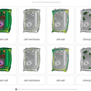 Parts of a Plant Cell Puzzle With Nomenclature Cards (3-6) | Montessori ...