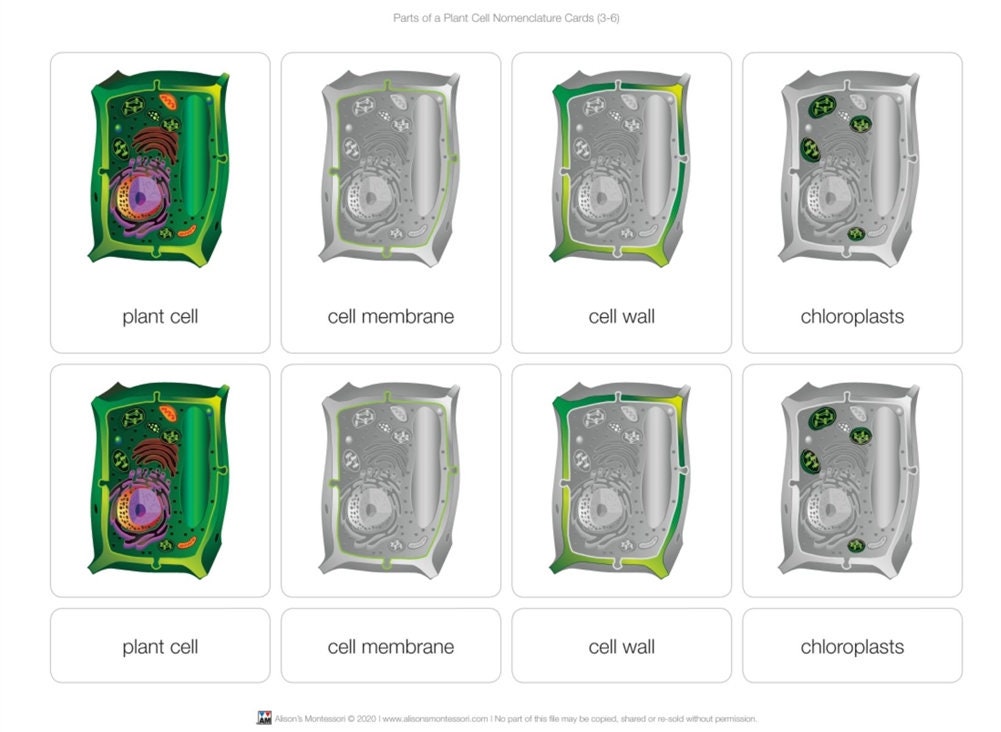 Parts of a Plant Cell Puzzle With Nomenclature Cards 3-6 - Etsy