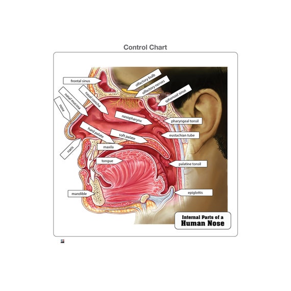 Parts Of The Nose Without Label
