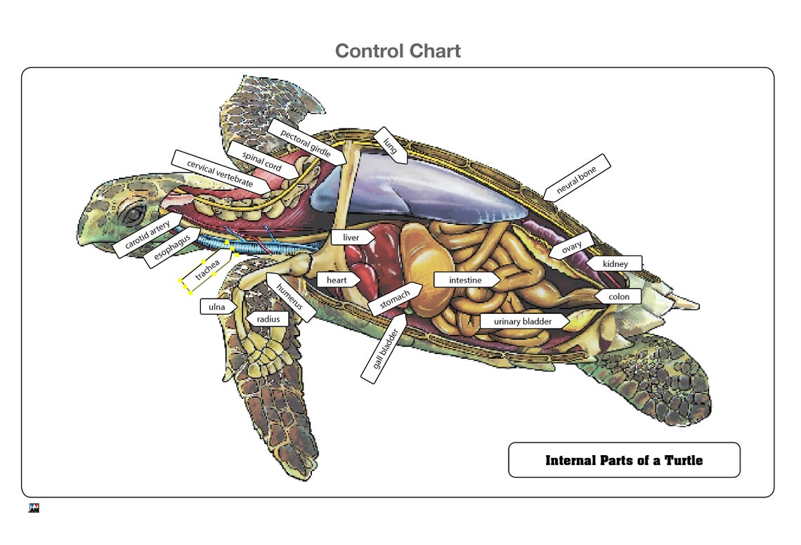 Internal Parts of a Turtle Puzzle | Montessori Printable | Montessori ...