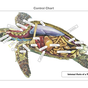 Internal Parts of a Turtle Puzzle | Montessori Printable | Montessori ...
