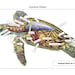 Internal Parts of a Turtle Puzzle | Montessori Printable | Montessori ...