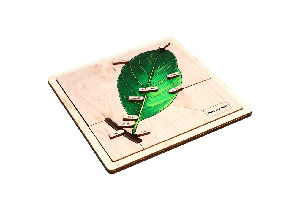 Parts of a Leaf Puzzle With Nomenclature Cards (printed) (6-9 ...