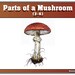 Parts of a Mushroom Puzzle With Nomenclature Cards (3-6) | Montessori ...