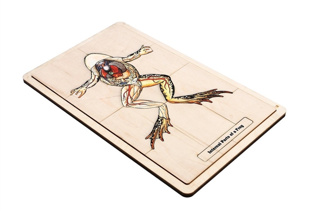 Internal Parts of a Frog Puzzle With Nomenclature Cards (6-9) (printed ...