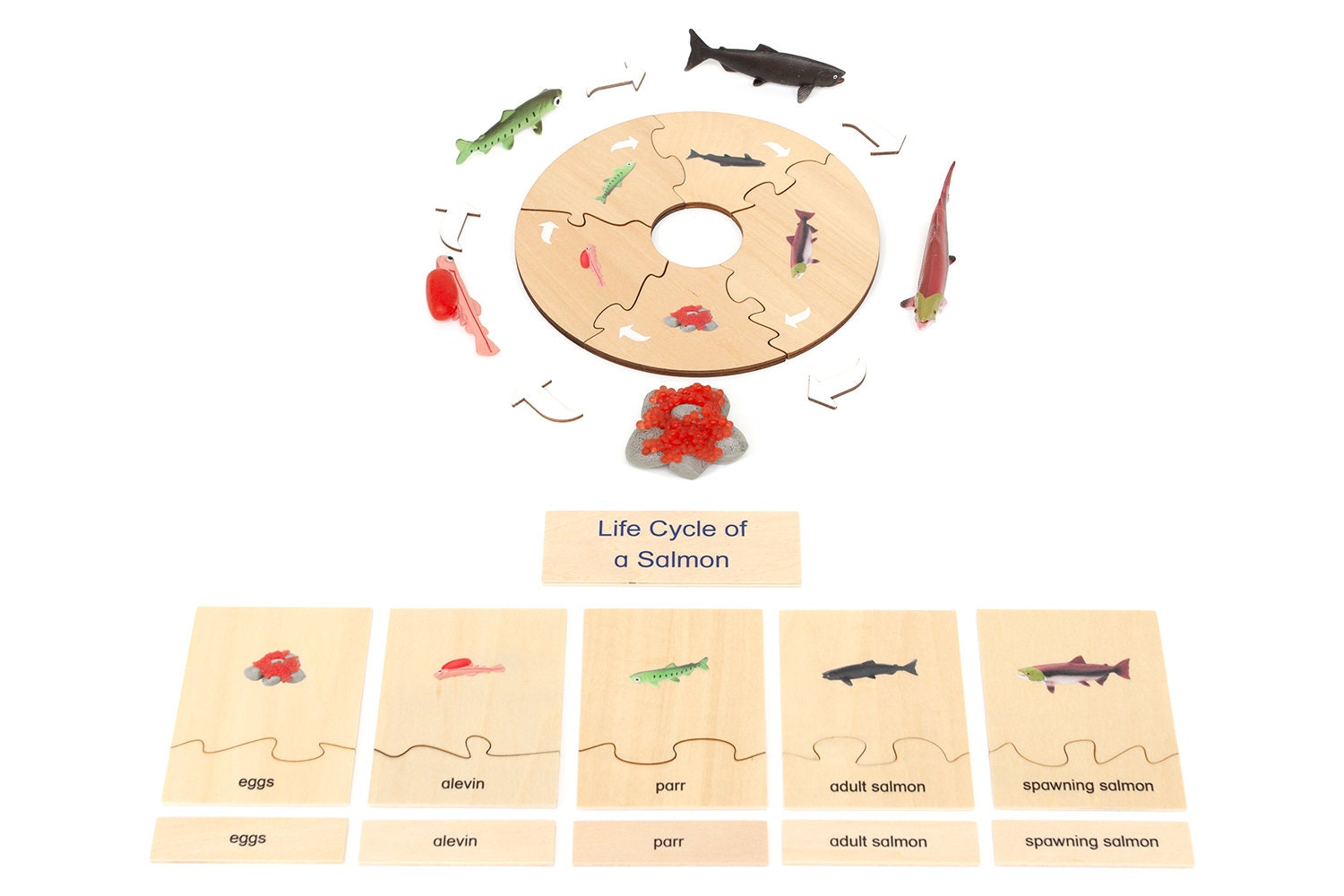 Life Cycle Set of a Salmon Montessori Life Cycle Salmon Life Cycle ...