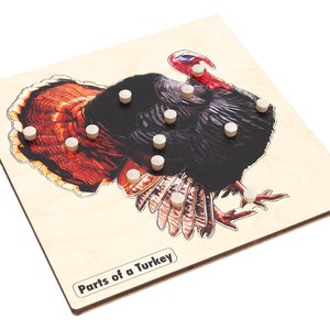 Parts of a Turkey Puzzle | Montessori Material | Zoology Puzzle ...