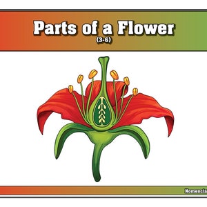 Parts of a Flower Puzzle With Nomenclature Cards (printed) (3-6 ...