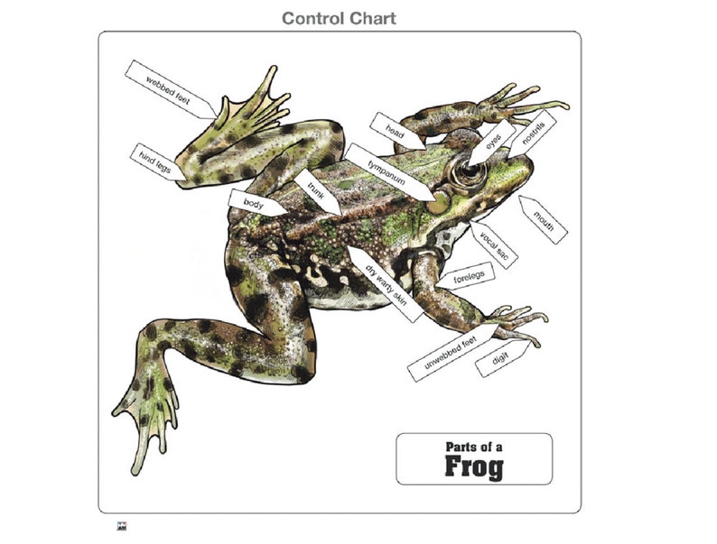 Parts of a Frog Puzzle With Nomenclature Cards (6-9) | Montessori ...