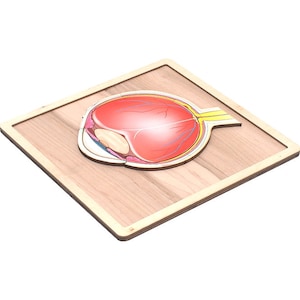 Parts of a Human Eye Puzzle With Nomenclature Cards (3-6) | Montessori ...