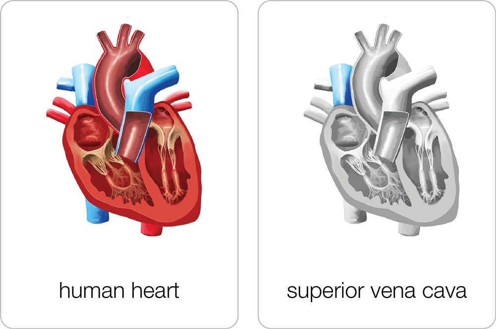 Parts of a Human Heart Puzzle With Nomenclature Cards 3-6 Montessori ...