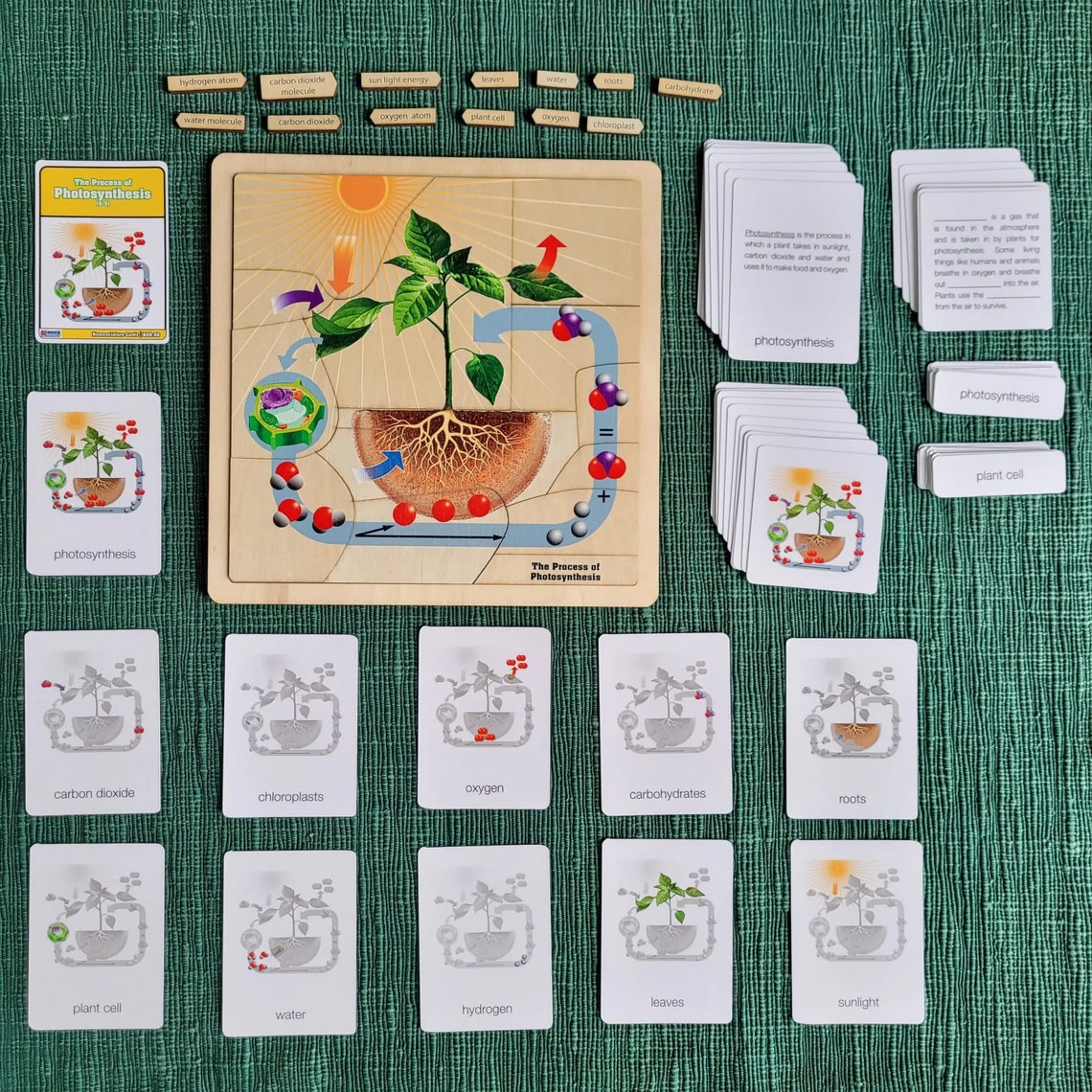 The Process of Photosynthesis Puzzle With Nomenclature Cards - Etsy