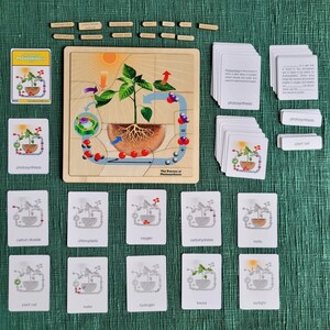 The Process of Photosynthesis Puzzle With Nomenclature Cards (6-9 ...