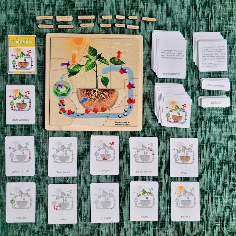 The Process of Photosynthesis Puzzle With Nomenclature Cards (6-9 ...
